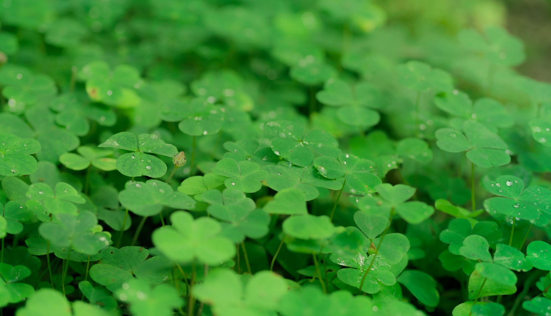 A Cancer Survivor's Poem - Hope Has Arrived